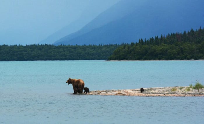 As Bears Wake Up for Spring, a Reminder on Staying 'Bear Aware'