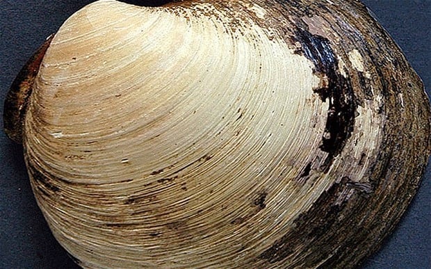 Deep-sea clam, world's oldest creature, was 507 when captured by scientists