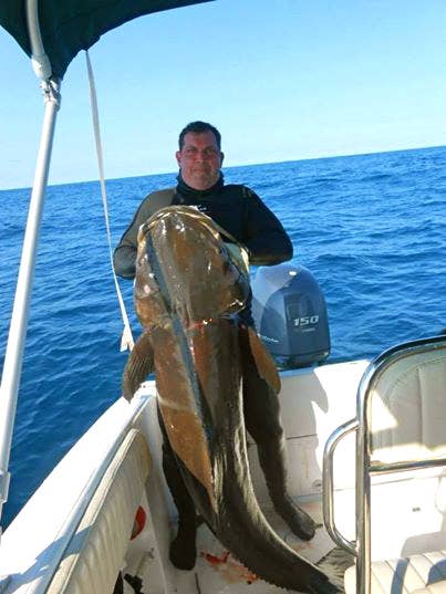 Enormous cobia speared off Brazil nearly 30 pounds heavier than record