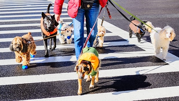The Best Cities to Visit With Your Dog