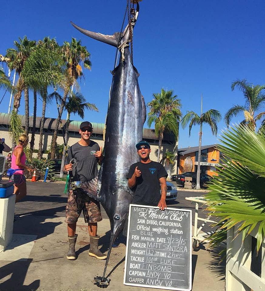 662-pound blue marlin is largest caught off California in 84 years