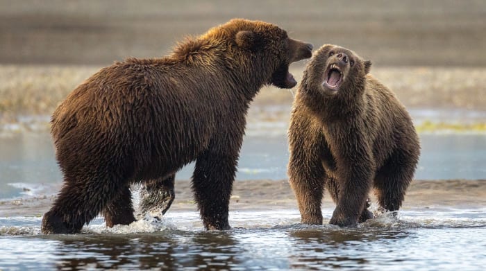 Nine-Minute Alaskan Grizzly Bear Fight Viral Video