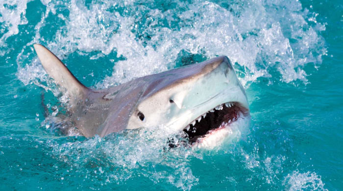 Tiger Shark Attacks Kayak Fisherman on Video Off Hawaii Coast