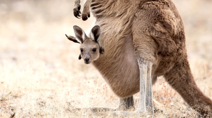 Kangaroo Pouch Video Goes Viral on TikTok With Gross Images