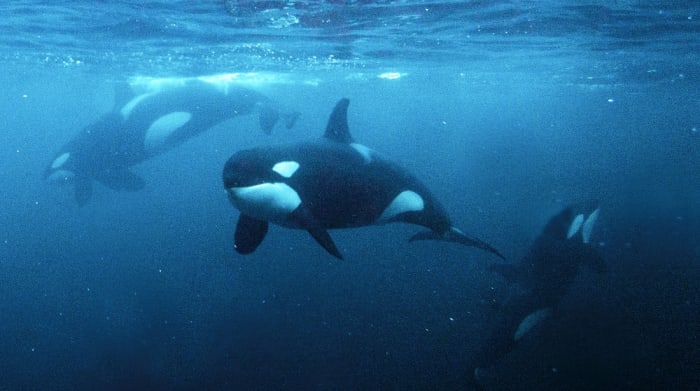Ship Attacks Off Iberian Coast May Be 'Traumatized' Orca