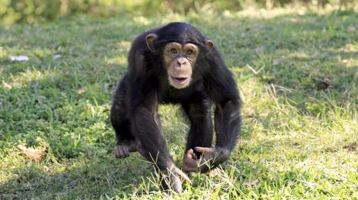 Chimpanzee Gets First Glimpse Of Sky Above After Spending Life in Lab ...