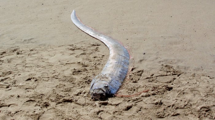 Giant 'Doomsday' Oarfish Encountered by Divers In Taiwan