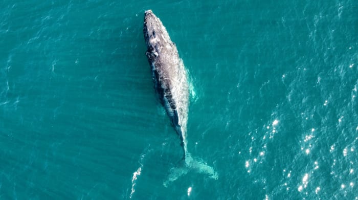 Nearly 15 Year Old Whale Carcass Supports Undersea Ecosystem