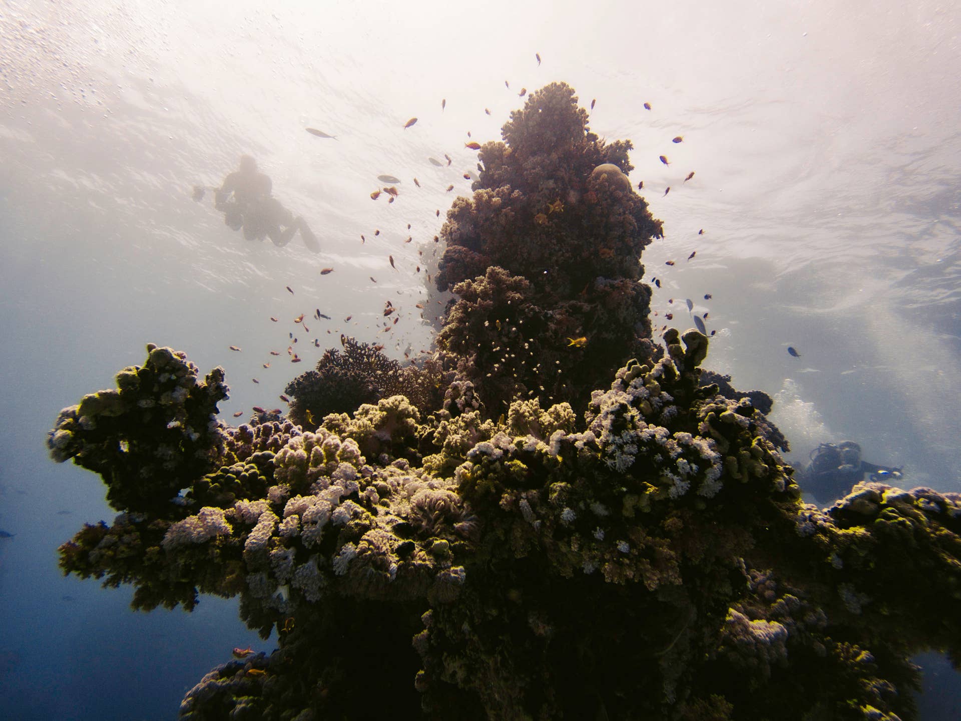 Diving the Red Sea Redefined My Idea of Regenerative Travel