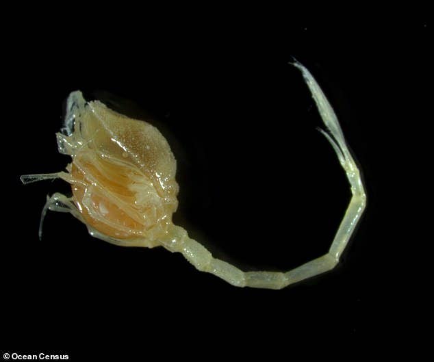 Scientists Find Nearly 100 New Species, Including Several Fish, During ...