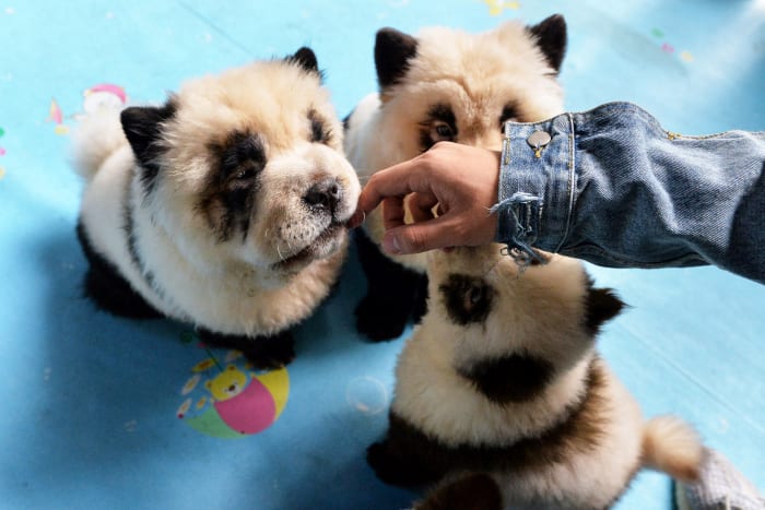 Chinese Under Fire for Dyeing Chow Chow Dogs to Look Like Pandas