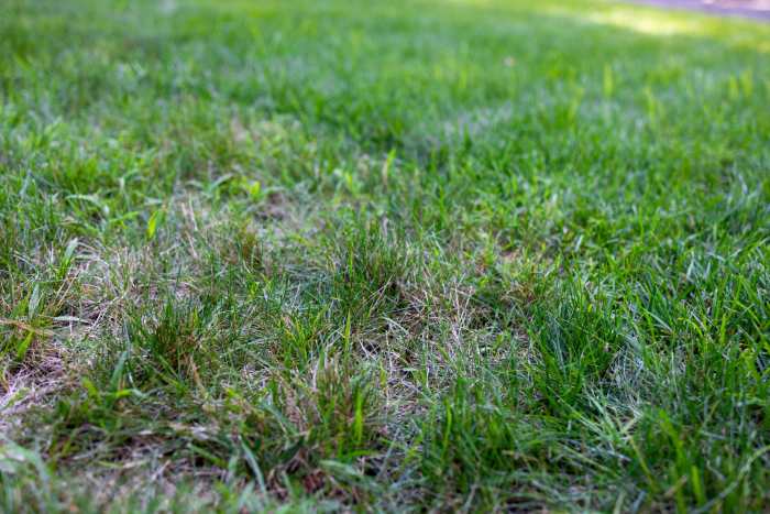 Why Is My Grass Dying In August Mens Journal Home Living Handbook