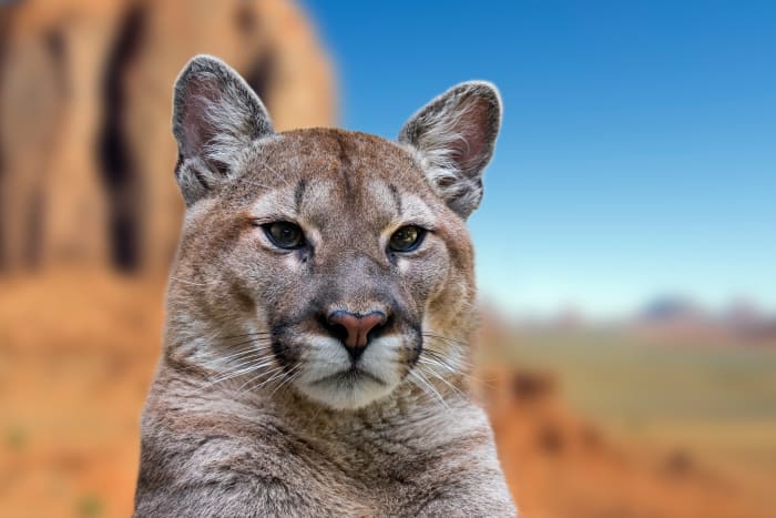 Rare Albino Puma Cub Born Into Captivity at Nicaraguan Zoo - Men's Journal