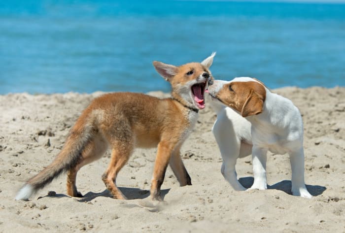 First Dog-Fox Hybrid Has Some Scientists Worried
