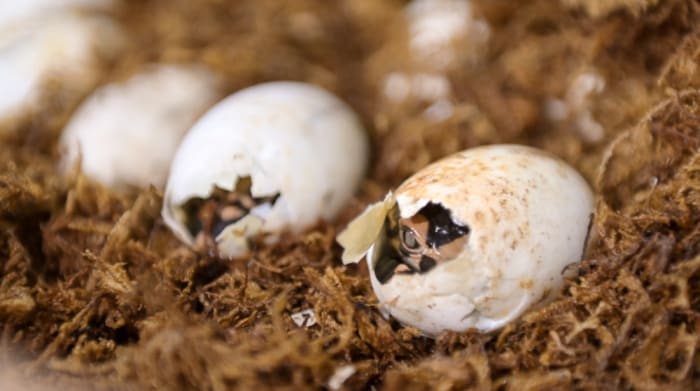 'Beyond Rare' White Leucistic Alligator Born In Captivity for First ...