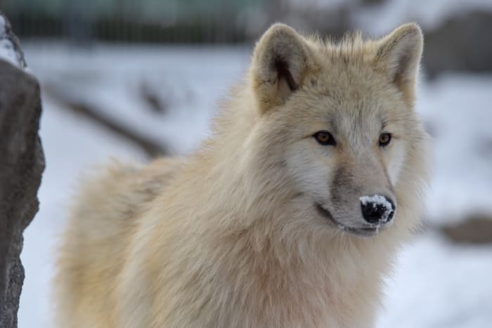 Everyone’s Saying the Same Thing After Scientists 'Resurrect' the Dire Wolf