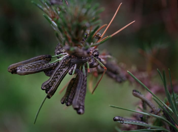 Experts Sound the Alarm on New Invasion Threatening Christmas Tree Farms