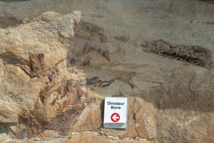 Paleontologists Discover Prehistoric ‘Dance Floor’ Where Dinosaurs ...