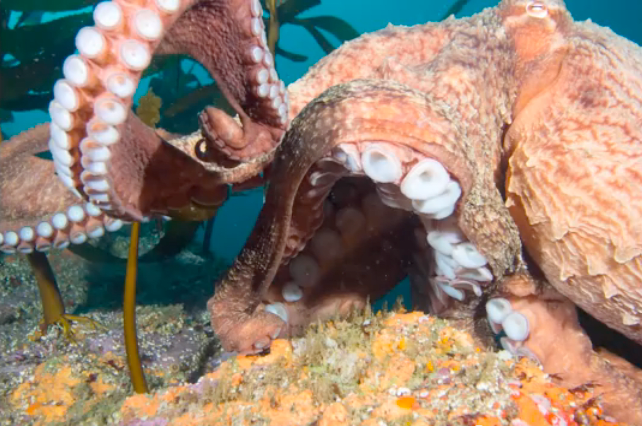 Giant Pacific octopus engages in wrestling match with photographer
