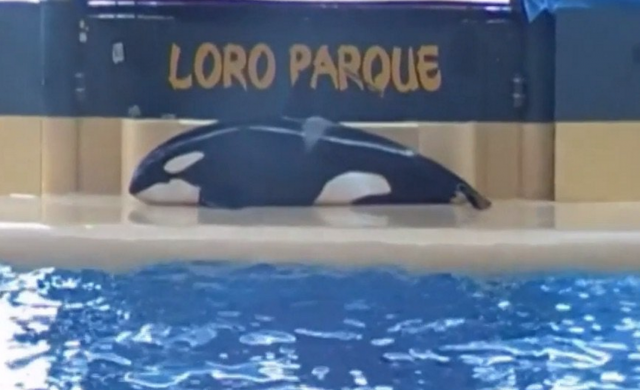 Video of captive orca beaching itself sparks outrage