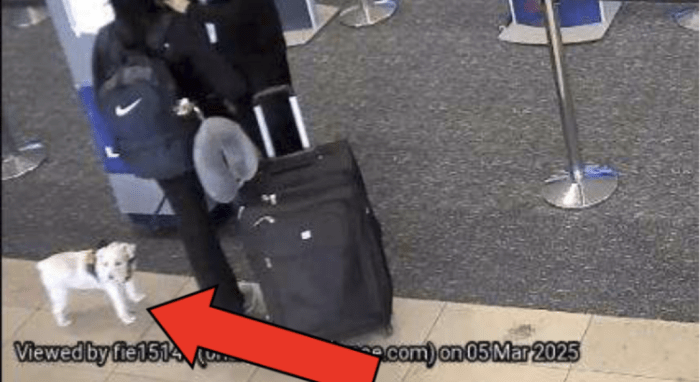 Alison Lawrence Accused of Drowning Dog at Orlando Airport