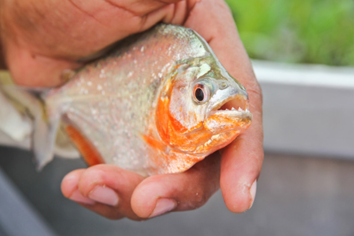 The 9 Most Adrenaline-Inducing Activities in Peru