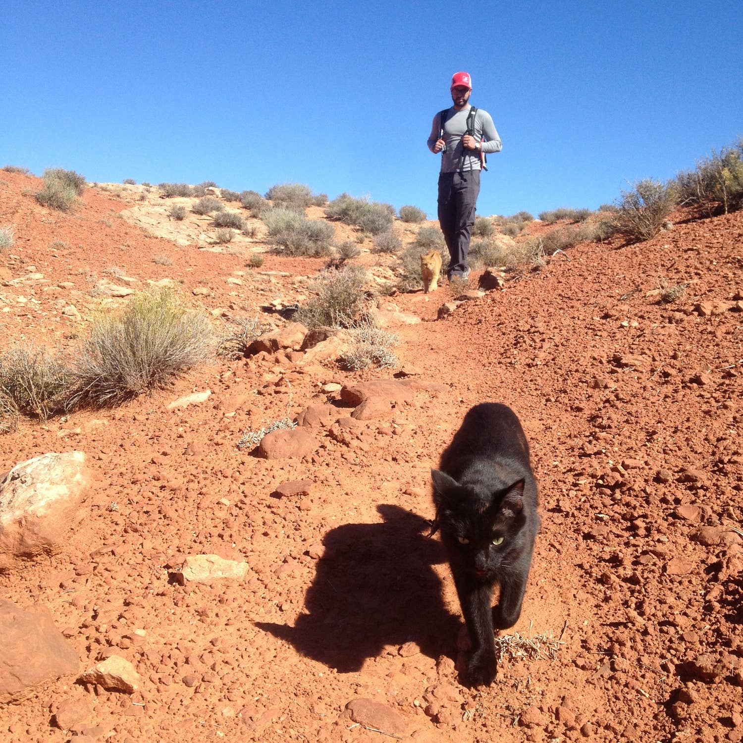 The story of Millie the rock climbing cat