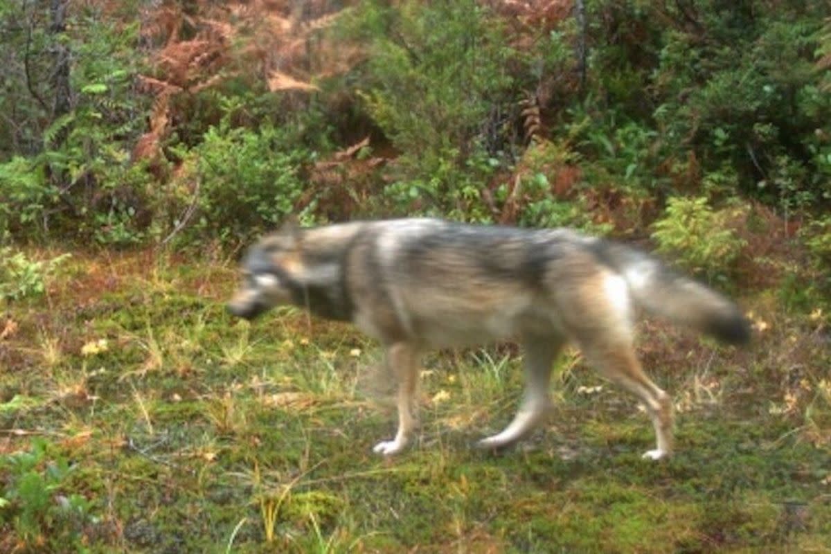 Wolves stalk man and his dogs in ‘freaky’ close encounter