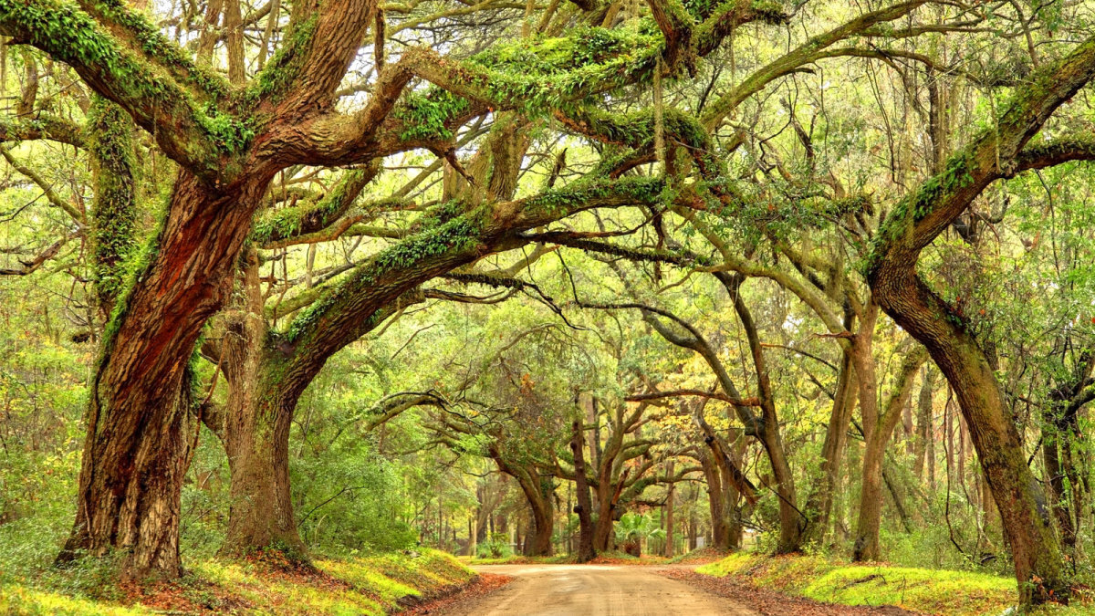The Ultimate 4-day Travel Guide to South Carolina's Lowcountry