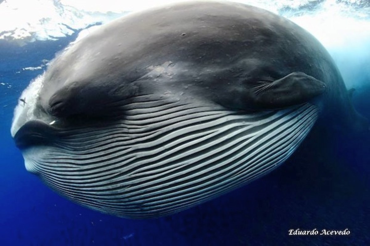 Alien-like creature is a feeding Bryde's whale