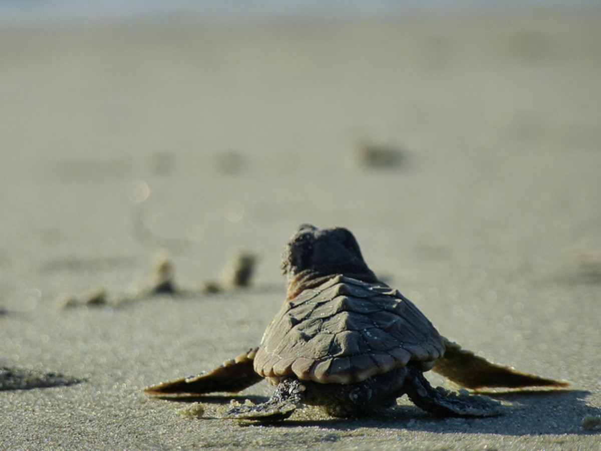 Loggerhead sea turtle babies hatch in endless procession