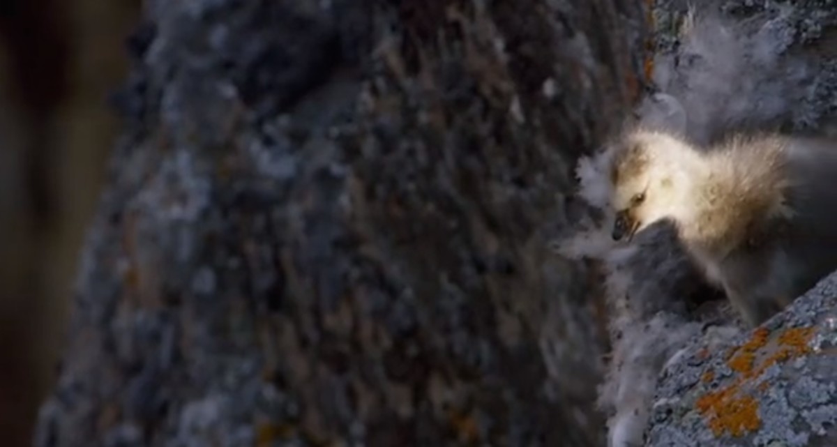 Barnacle goose chick plummets into abyss