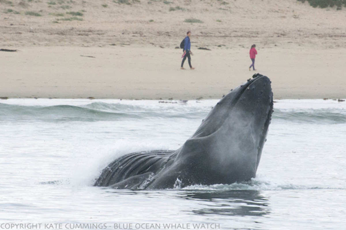 Humpback whale surprises dog on beach