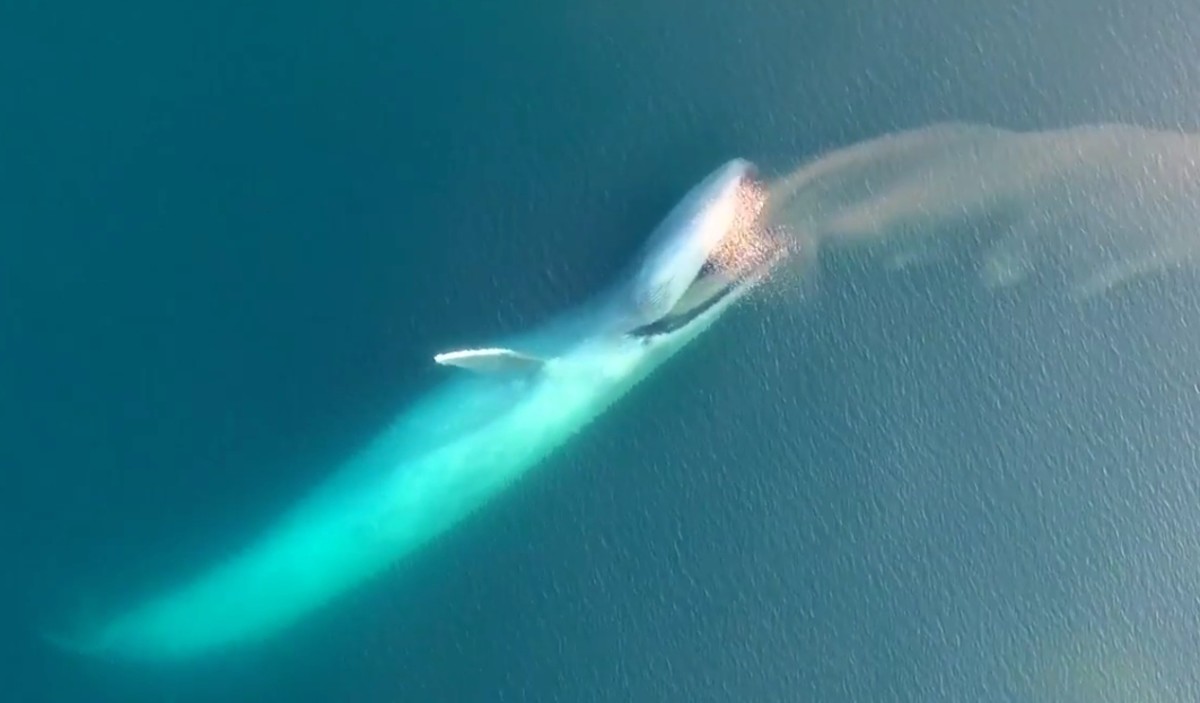 Blue whale devours massive krill patch in a single gulp; rare video