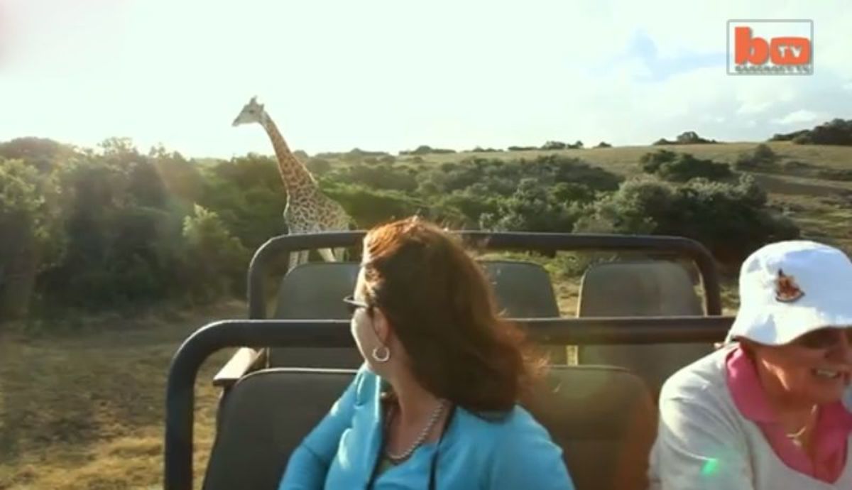 Giraffe attacks jeep safari in South Africa