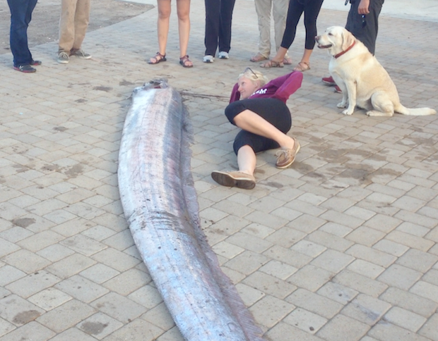 Snorkeler at Catalina Island hauls ashore 18-foot oarfish