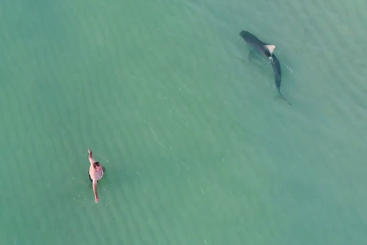 Tiger Shark Swims Dangerously Close To Clueless Swimmers Mens Journal
