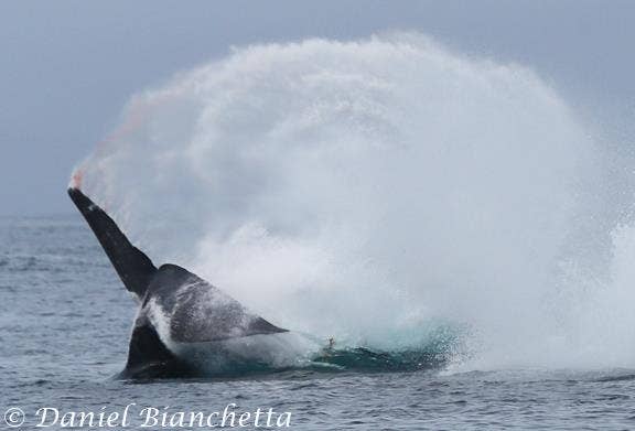 Blue whale attacked by killer whales in rare event videotaped off Monterey