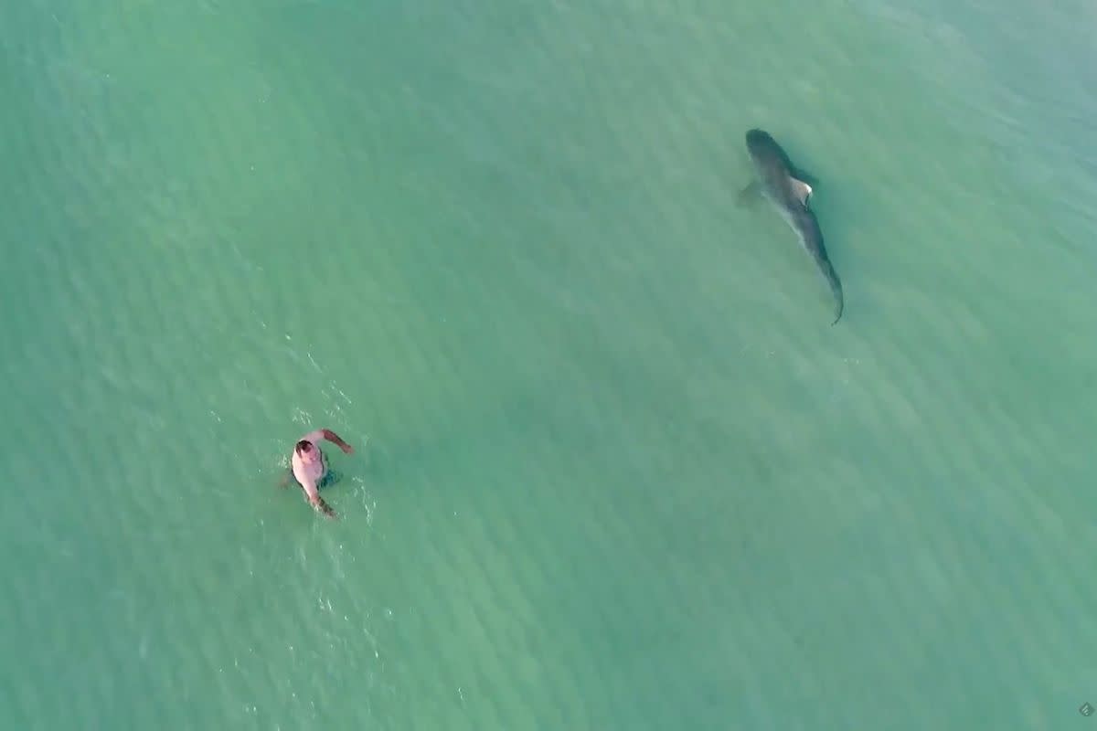 Tiger shark swims dangerously close to clueless swimmers