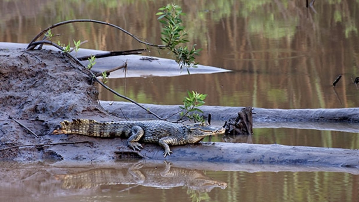 Amazon Rainforest Caiman