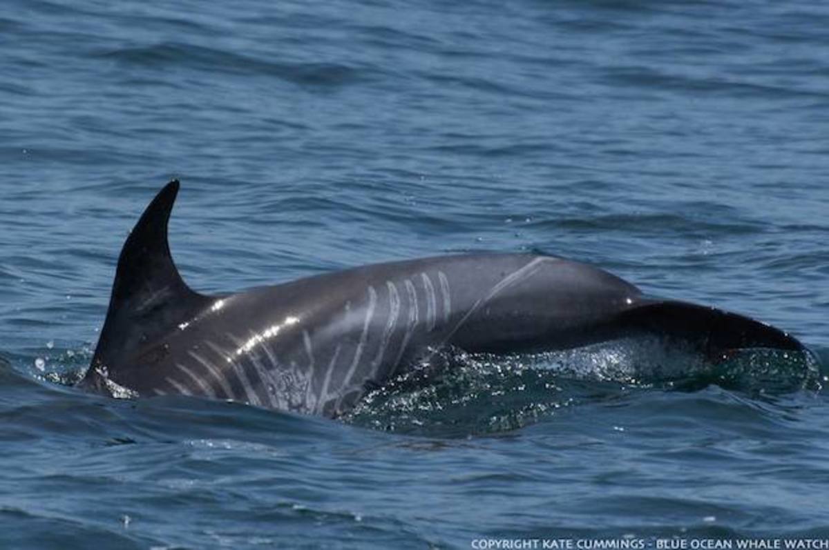 Young Risso's dolphin should be named Lucky