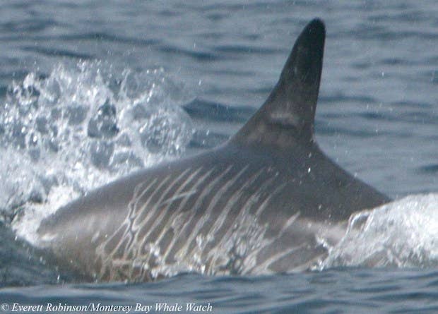 Young Risso's dolphin should be named Lucky