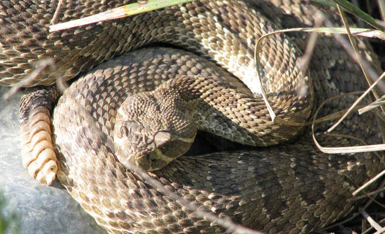 How to deal with a snakebite while out on the trail