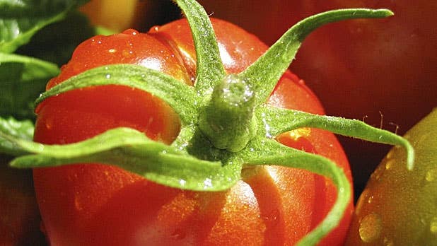 35 Ways to Eat a Tomato