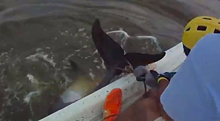 Dolphin tangled in crab pot buoy line is freed