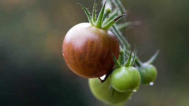 35 Ways to Eat a Tomato