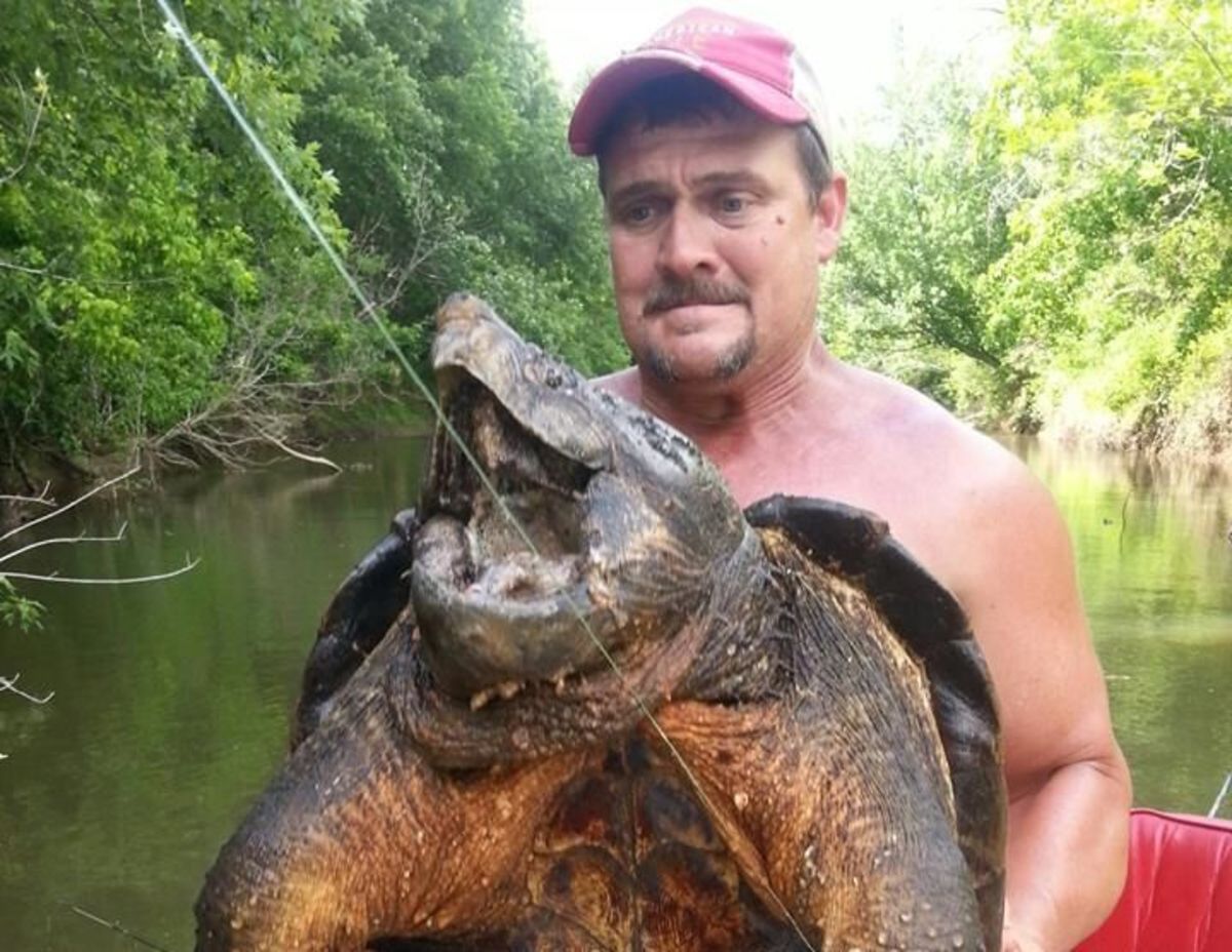 Alligator snapping turtle is surprising catch by angler