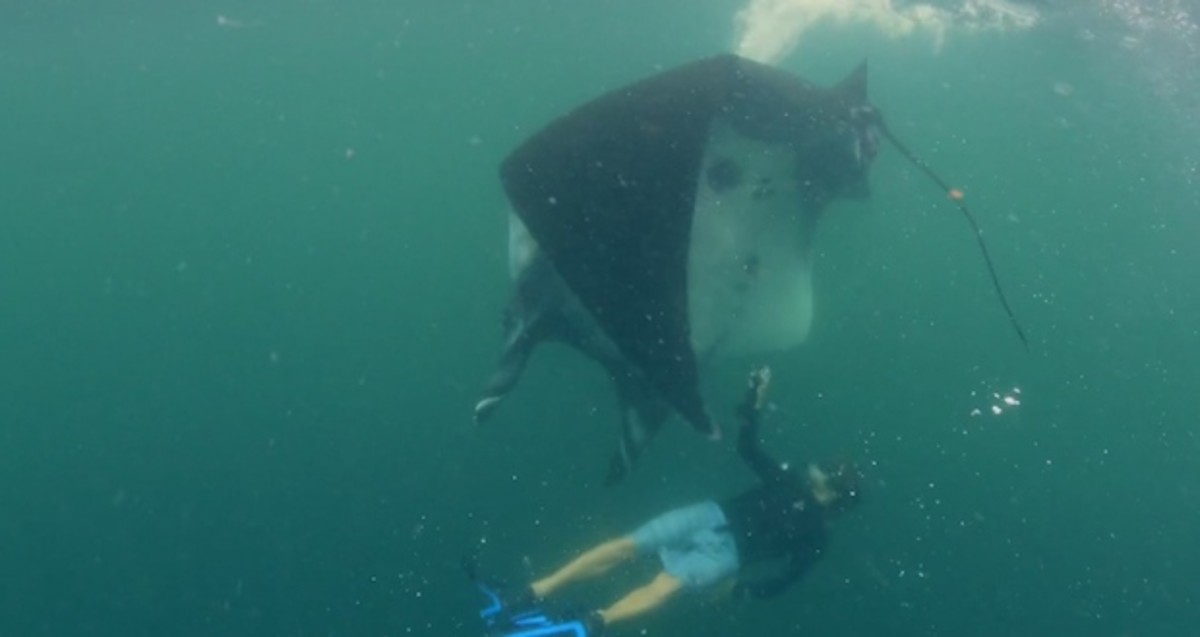 Diver rolled by giant manta ray off Peru