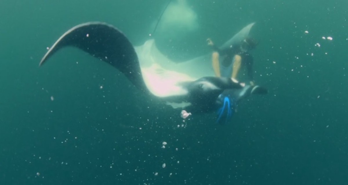 Diver rolled by giant manta ray off Peru