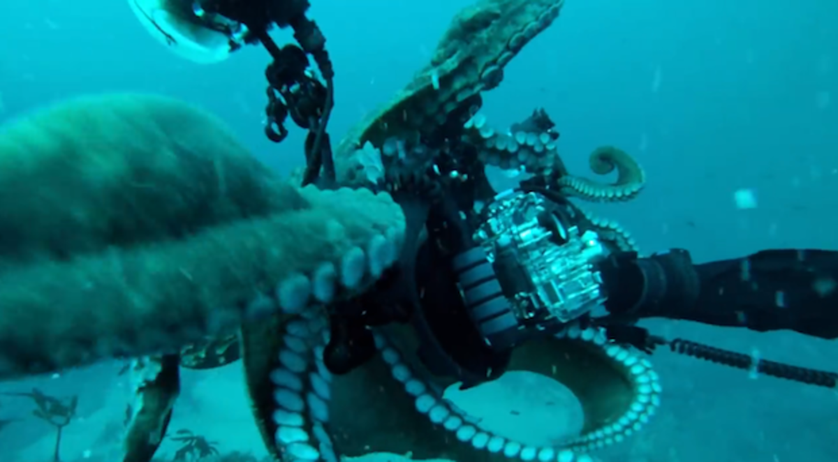 Giant Pacific octopus engages in wrestling match with photographer